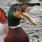 Nature Tapes EP | Lemon Demon