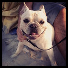 7 Songs For Spiders | Dax Riggs