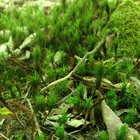 Moonage Lobotomy - A Hylics 2 Musical Expansion | Chuck Salamone ...