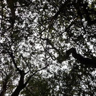 Poof | Henry Threadgill