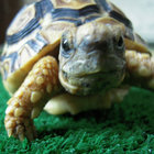 Return to Wherever | TWRP