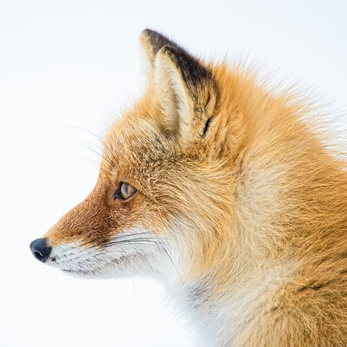 会話（Conversation） | Danto,Naoko Kawamura | DANTO