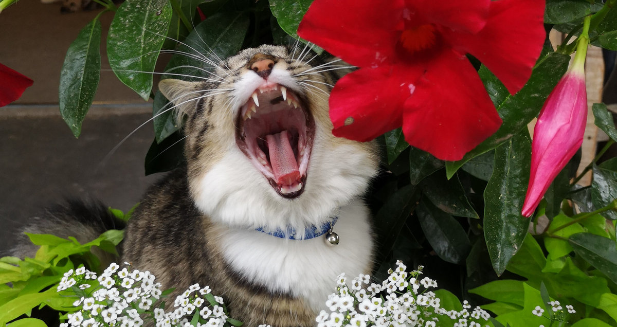 Artists | Roar Records Inc