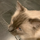 Scatterbrain | The Chills