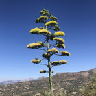 COW / Chill Out World! | The Orb