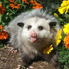 Nature Tapes EP | Lemon Demon