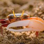 melanchole | salvia palth