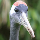 Some Heavy Ocean | Emma Ruth Rundle