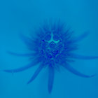 VuVuVu | VuVuVu | Wax Thematique