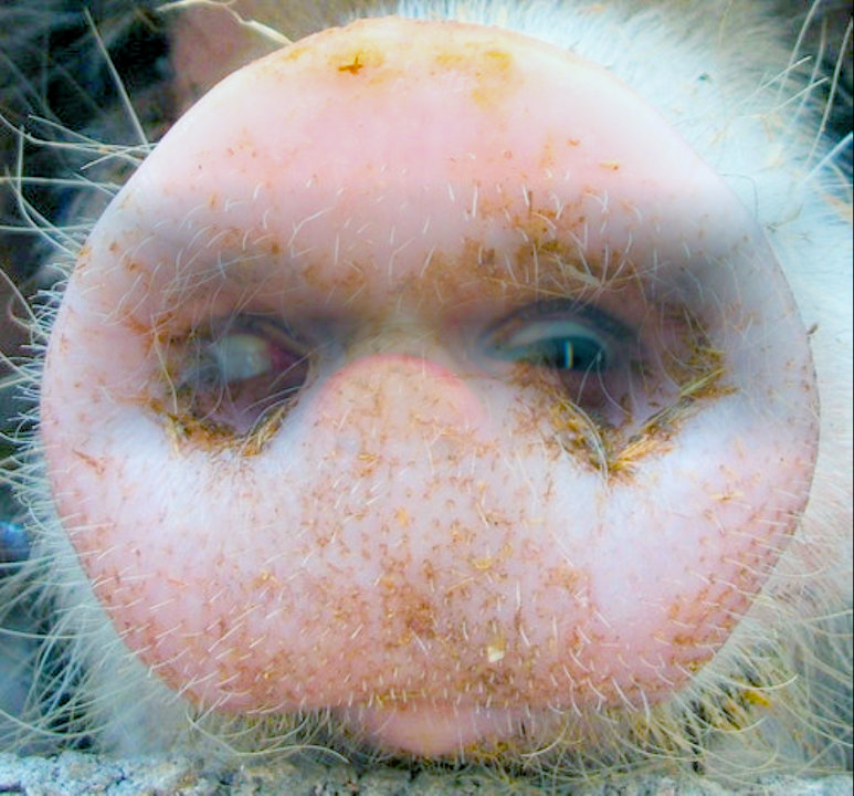 Four Temperaments and Nostalgia | Midget Desk Love