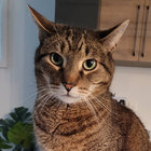 Fearsick | Inhuman Condition