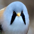 VOLCANIC BIRD ENEMY AND THE VOICED CONCERN | LIL UGLY MANE