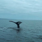 Gordon in the Willows | Patrick Watson & Charlotte Cardin | Patrick Watson