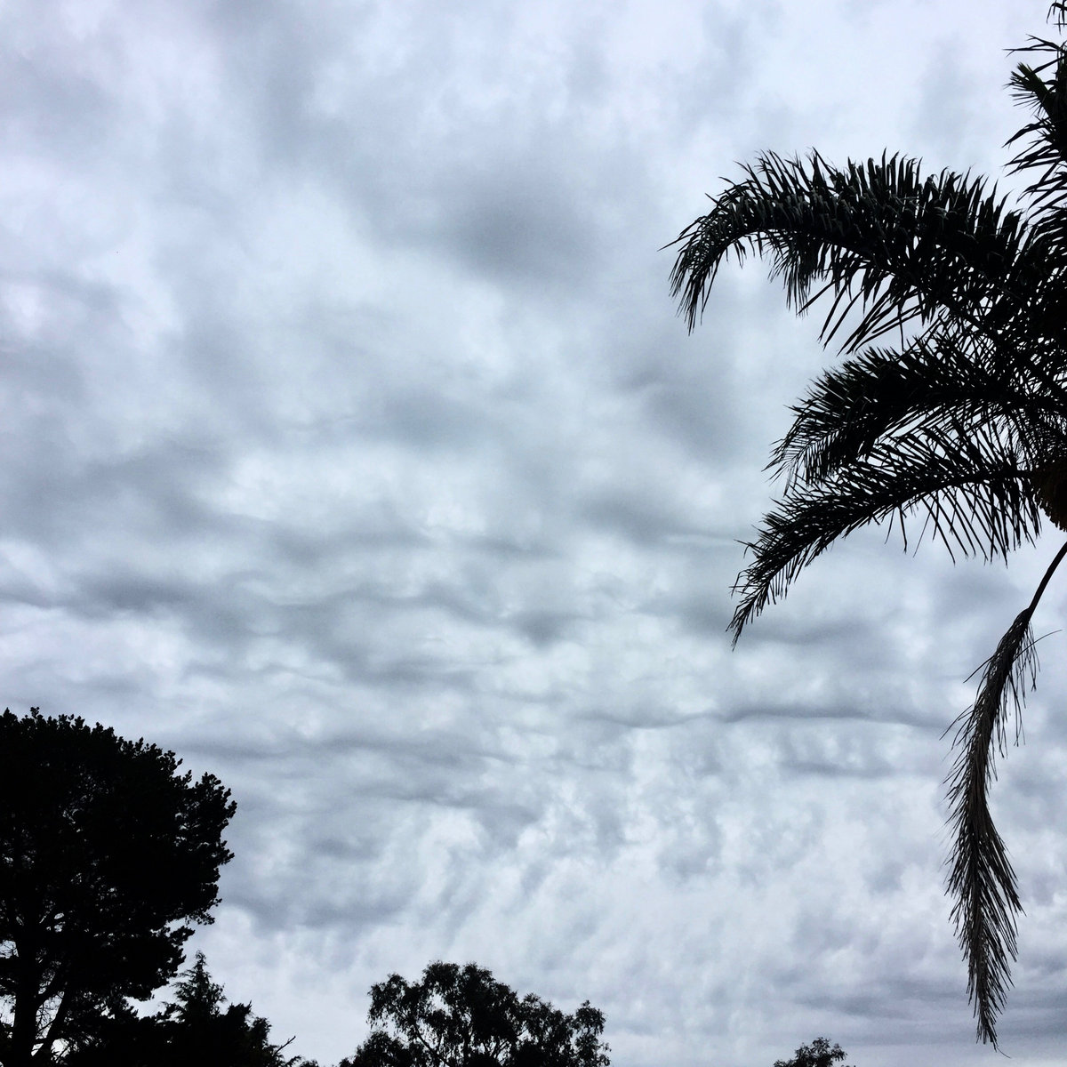 Tangled Path | Zoe Irving