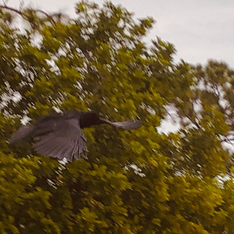 GREEN CROW CURSES | WADING BIRDZ | DUB EKOMS