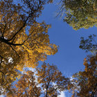 Poof | Henry Threadgill