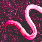 Impossible Animals | ROAR