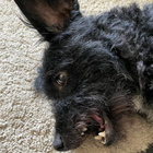 Microgravity [Reissue with bonus album] | Biosphere