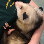 Rain World - Songs and Rhythms | James Primate