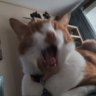 Ofrenda | Dope Default