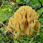 Poof | Henry Threadgill