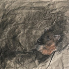 Mickmas EP Vol. 1 | Mick Flannery