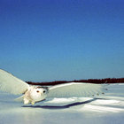 Everything's Fine | Jean Grae & Quelle Chris | Quelle Chris