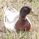 Future Falling | The Album Leaf