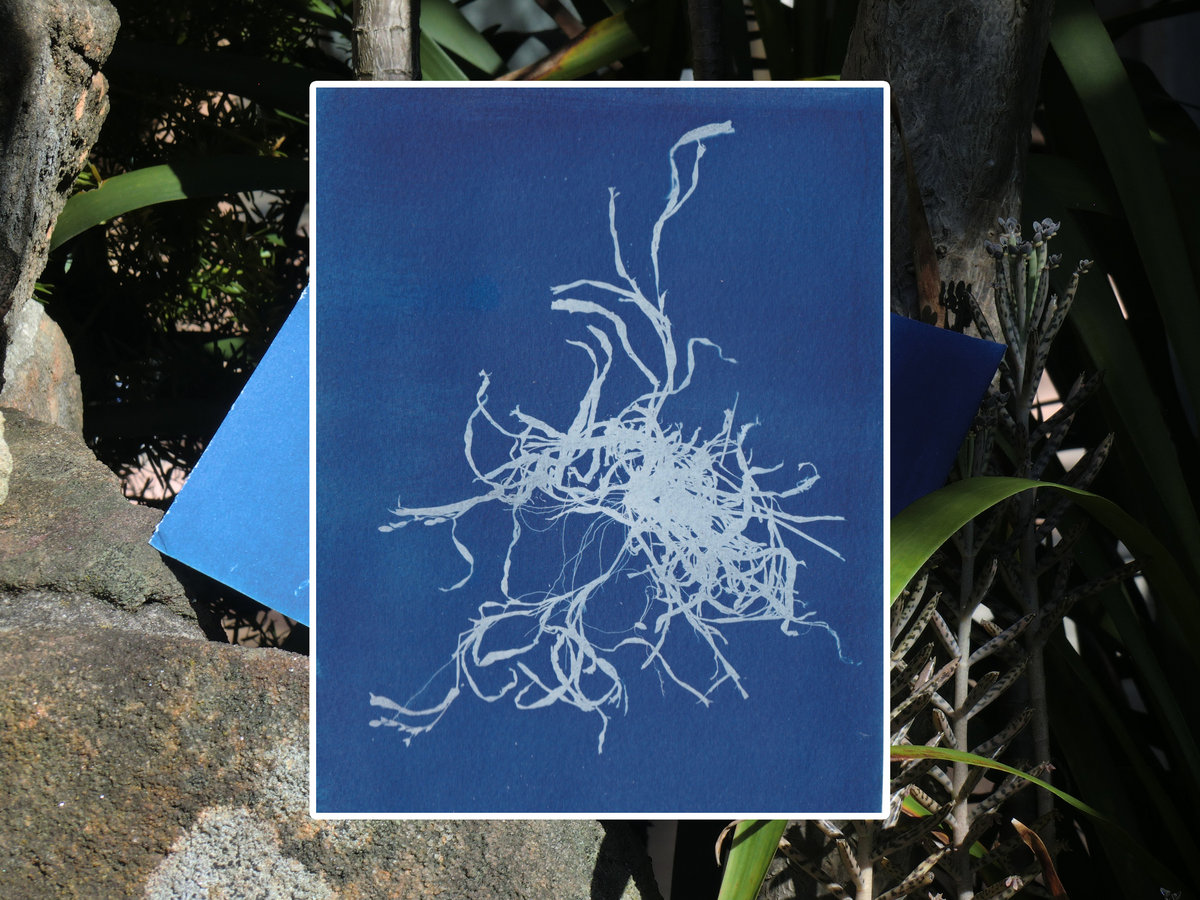 Limited Cyanotype Print [All Proceeds to Firesticks Alliance] | General ...