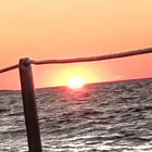 Cunningham Bird | Andrew Bird