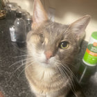 Needle Cast (Featuring Robin Wattie) | The Lord, Robin Wattie | The Lord