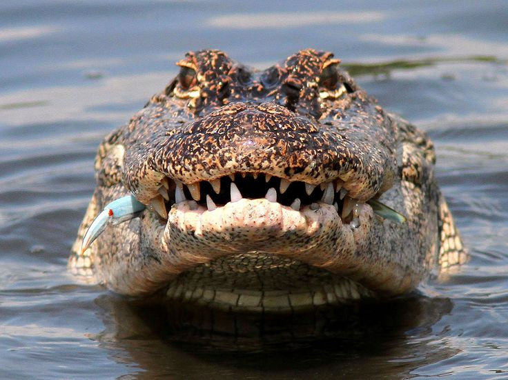 Gore BBQ | Swamp Stalker