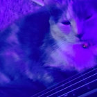 Hidden Strings | Chill Bump