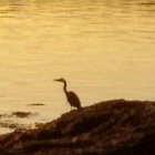 Foxlore | The Crane Wives