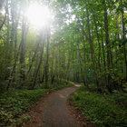 THE SIREN METHOD (没有出口) | modest by default