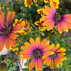 Haunts | German Error Message