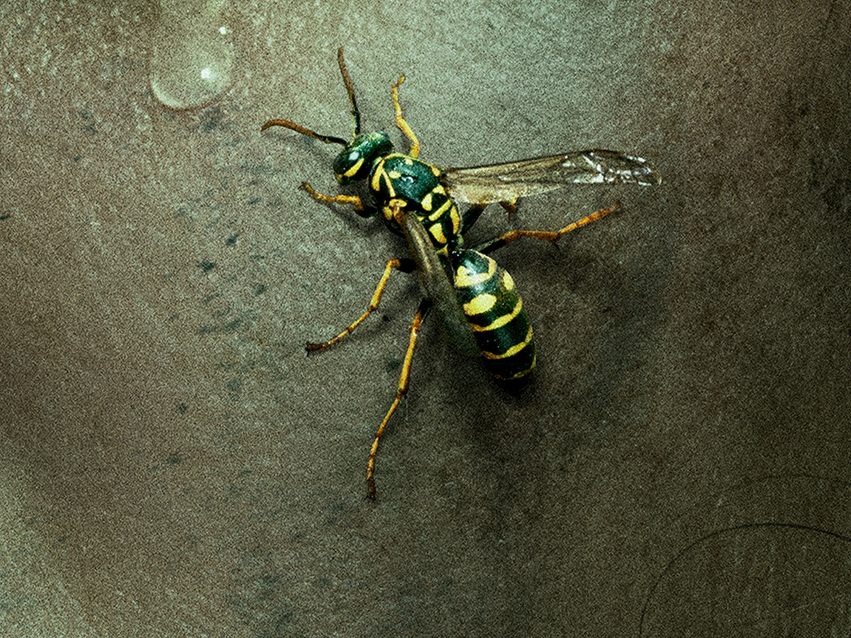 Blood Hive (Original Score From The Showtime Series Yellowjackets ...