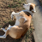 This Is BASIC | BASIC | Chris Forsyth