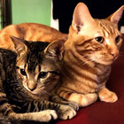 GOREMAGEDDON | ABORTED | LISTENABLE RECORDS