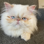 Fearsick | Inhuman Condition