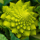 Muttermaschine | Mother Engine