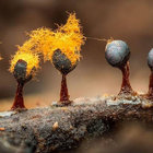 Hylics 2 Original Soundtrack | Mason Lindroth & Chuck Salamone