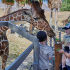 Live at Madison Square Garden | Goose