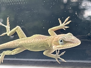 Music | Mark Simonsen