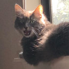 A I A : Alien Observer | Grouper