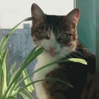 Night Marauder | Vector Hold | Aphasia Records