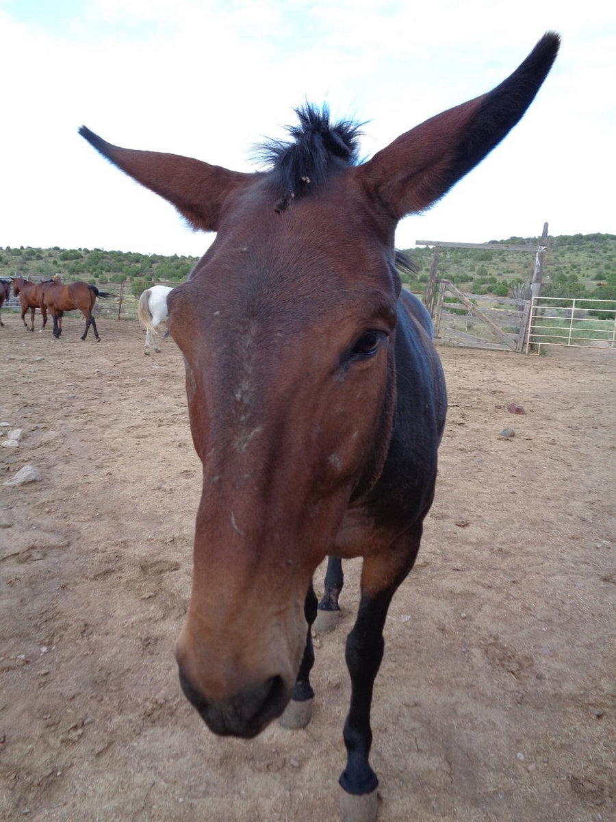It Used to Rain | Mule Ears