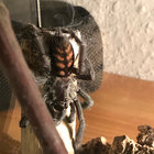 Earache Xmas 2016 Sampler | Earache Records