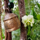 Deadly Buzz | Aoibhinn Crónán | Caoimhín Ó Raghallaigh & Mick O'Brien ...