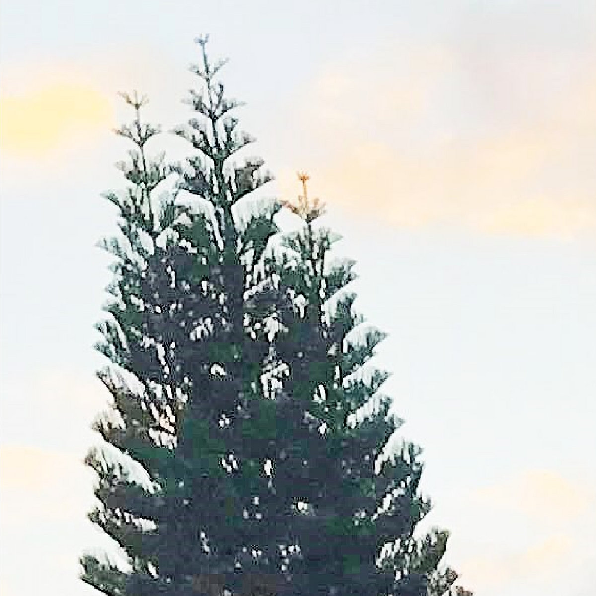 Foliage | Floral Flowers | Tangelo Mantis